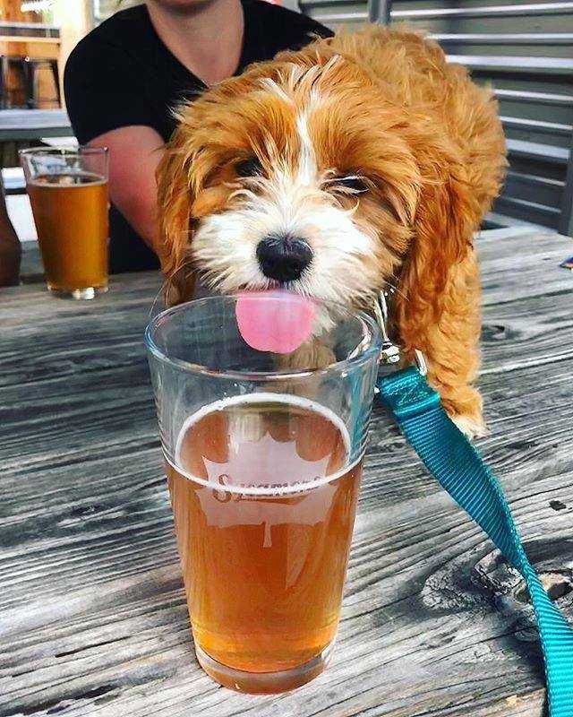 Mutts & Mimosas Brunch | Charlottes Got A Lot