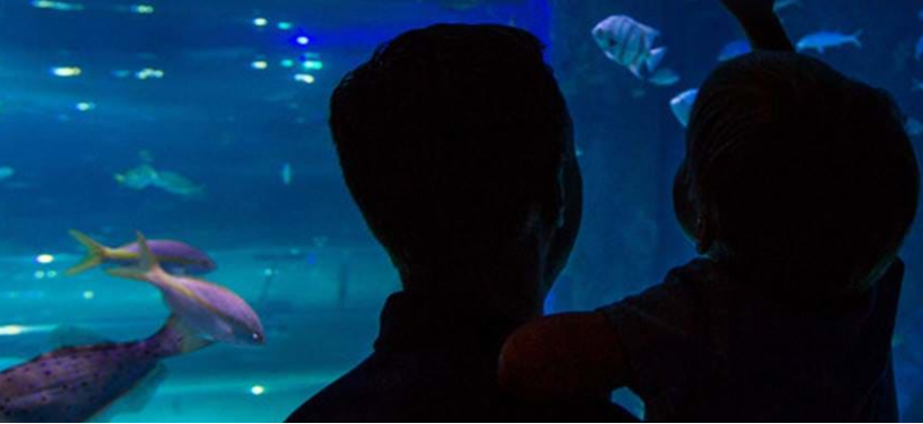 SEA LIFE Shark Week Blood Drive | Charlottes Got A Lot