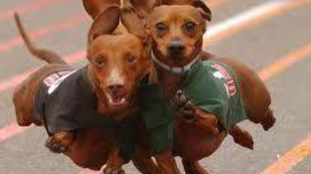 2018 Weiner Dog Race | Charlottes Got A Lot