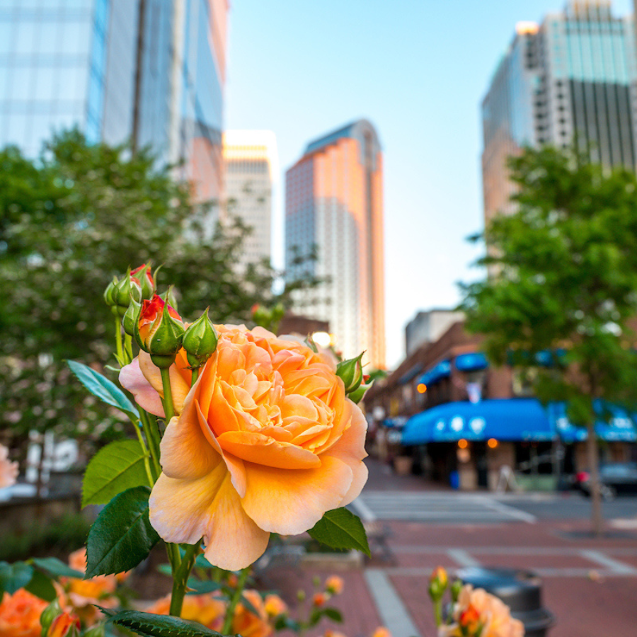 Things to Do in Charlotte | Spring Activities in Charlotte, NC