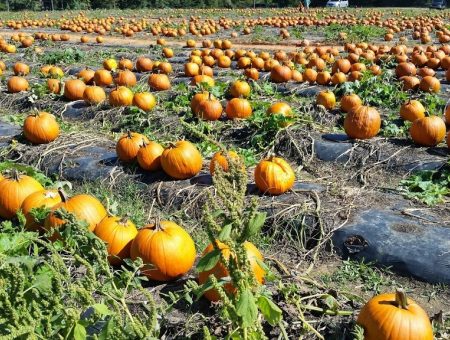 Rea Farms | Charlottes Got A Lot